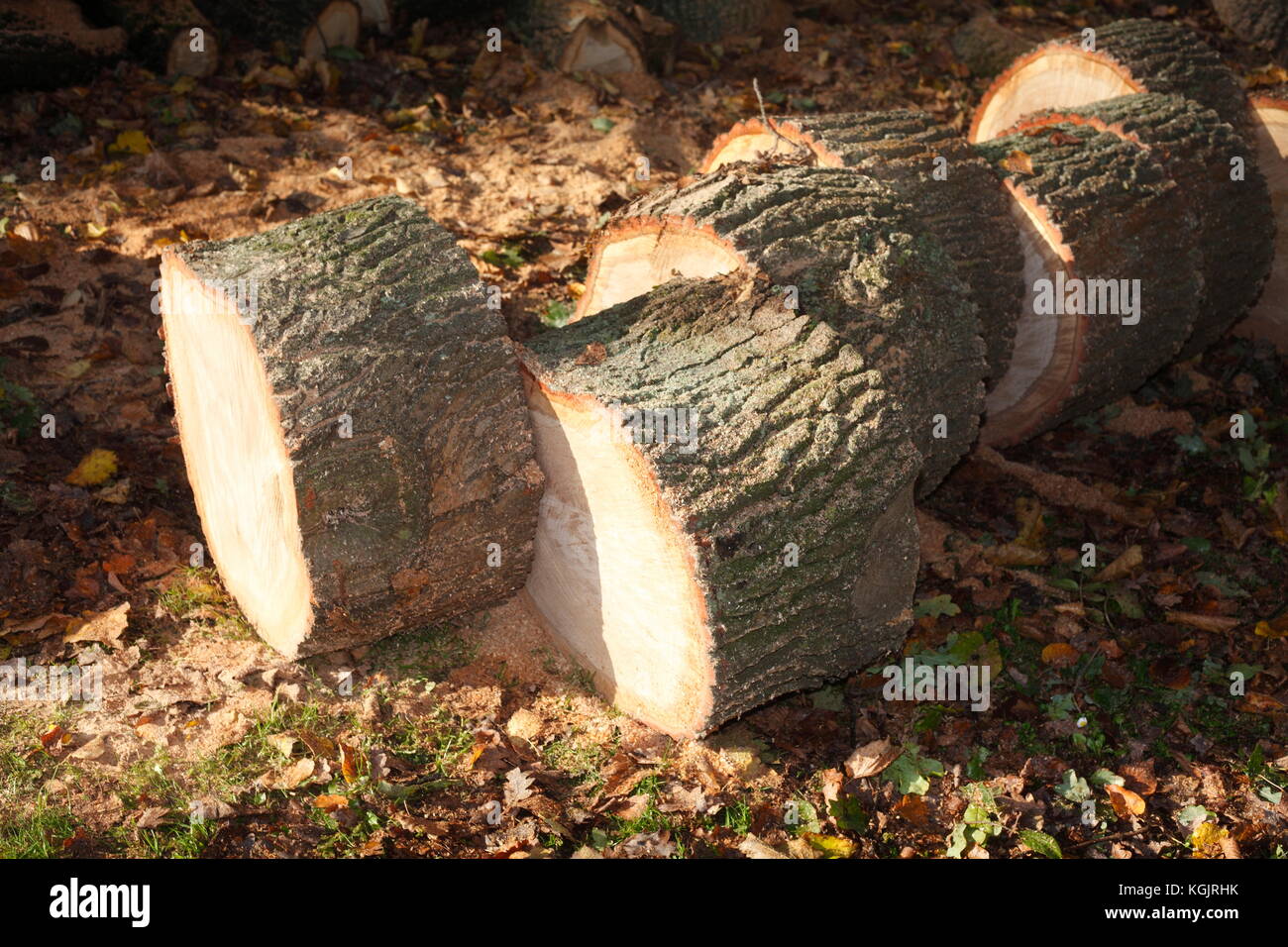 wooden pieces of a sawed off tree Stock Photo - Alamy