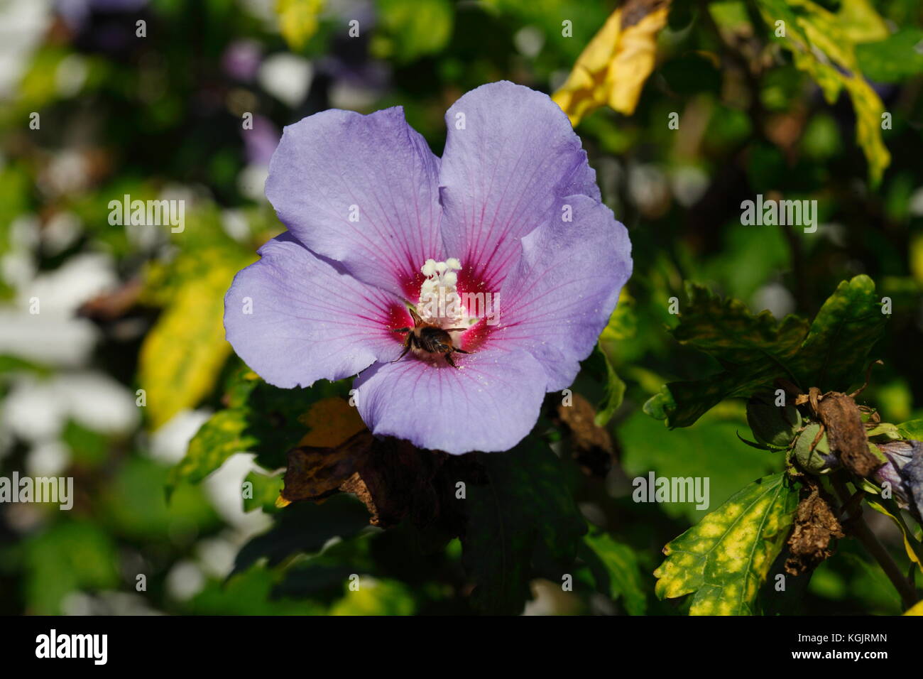 Violet blossoming Hibiscus Flower Stock Photo - Alamy
