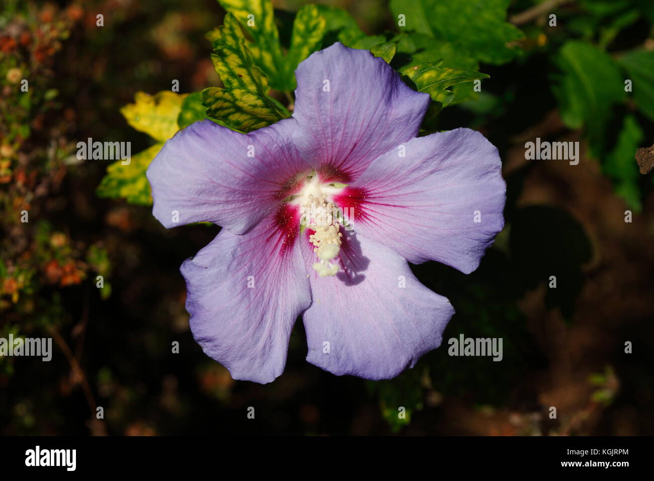 Violet blossoming Hibiscus Flower Stock Photo - Alamy