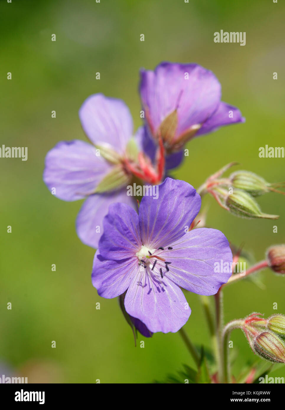 Violet blossoming geraniums Flowers Stock Photo - Alamy