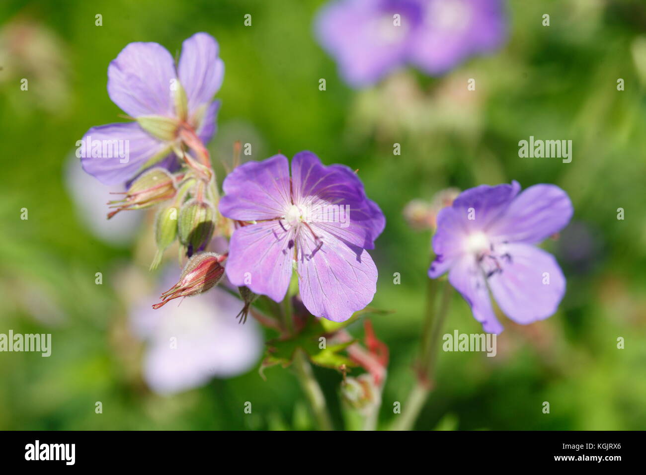 Violet blossoming geraniums Flowers Stock Photo - Alamy