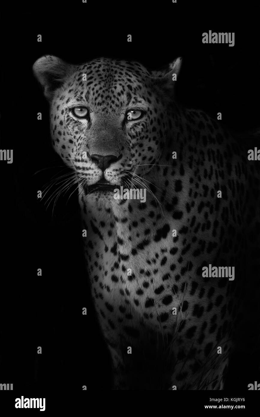 Low Key image of a Large male leopard spotted at sunset in the Kruger ...