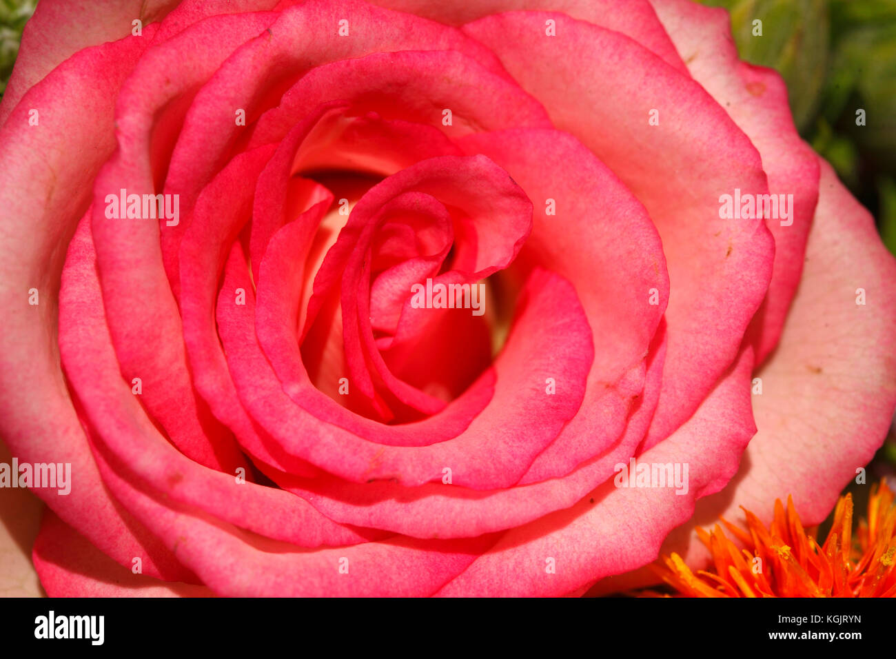 red colored Roses Stock Photo - Alamy