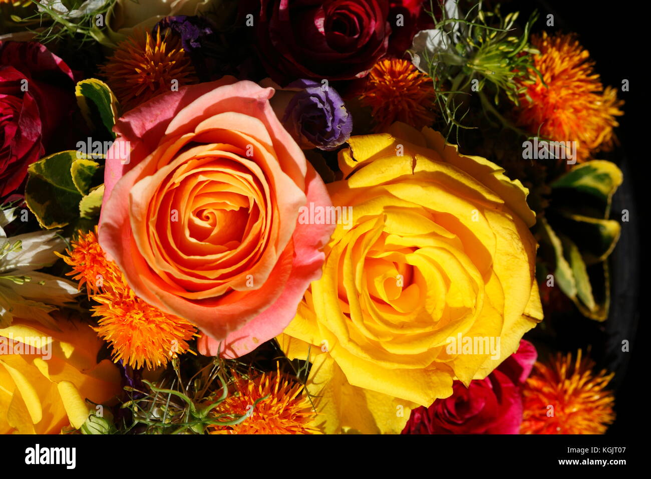 Yellow colored Roses Stock Photo - Alamy