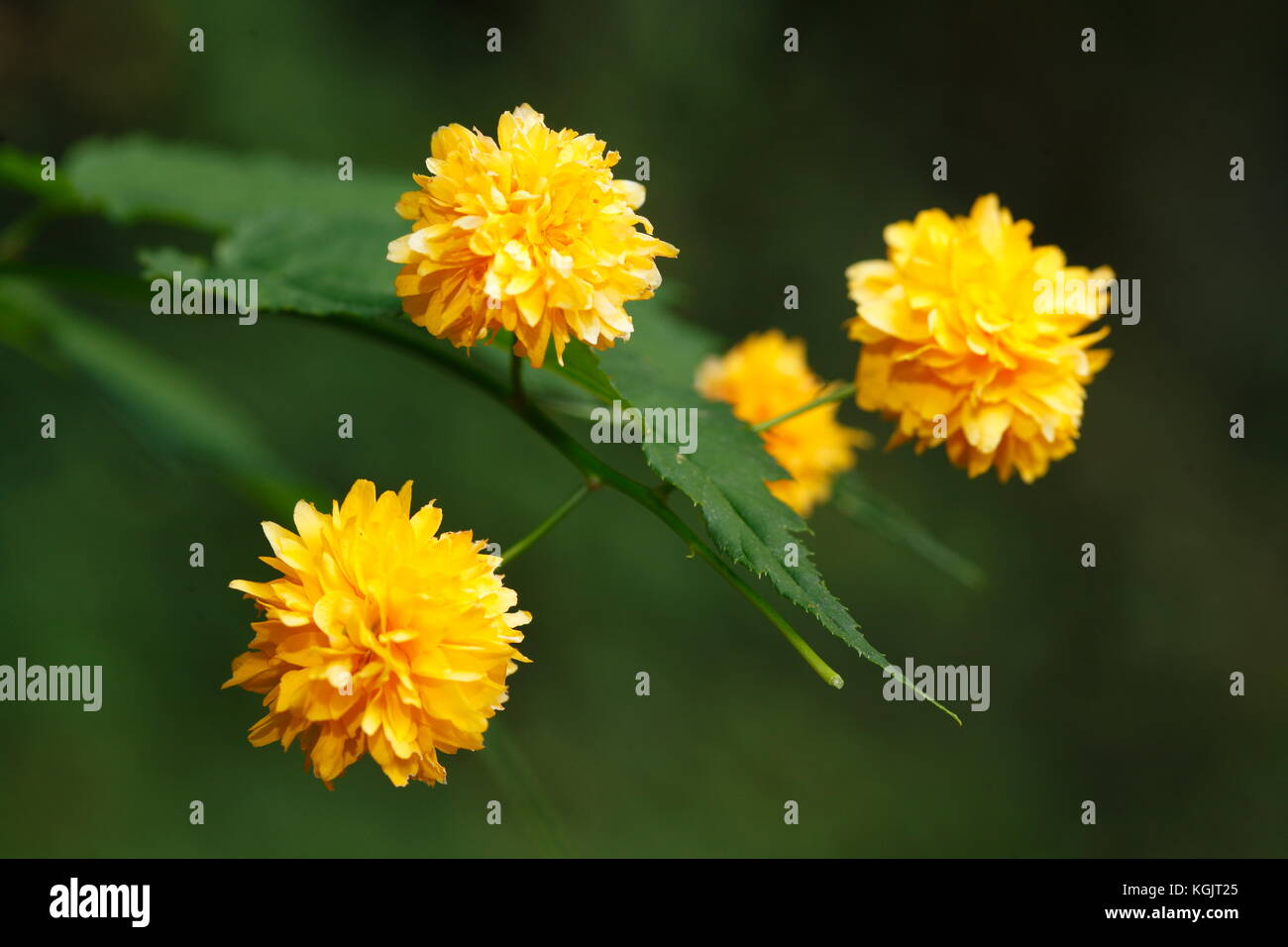 Yellow japanese roses flowers Stock Photo - Alamy