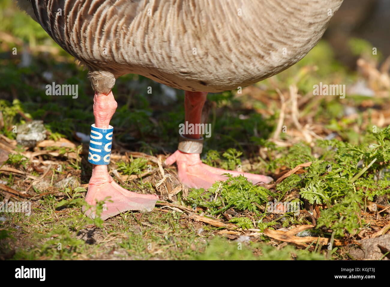 Feet of a Goose and mark on a meadow Stock Photo - Alamy