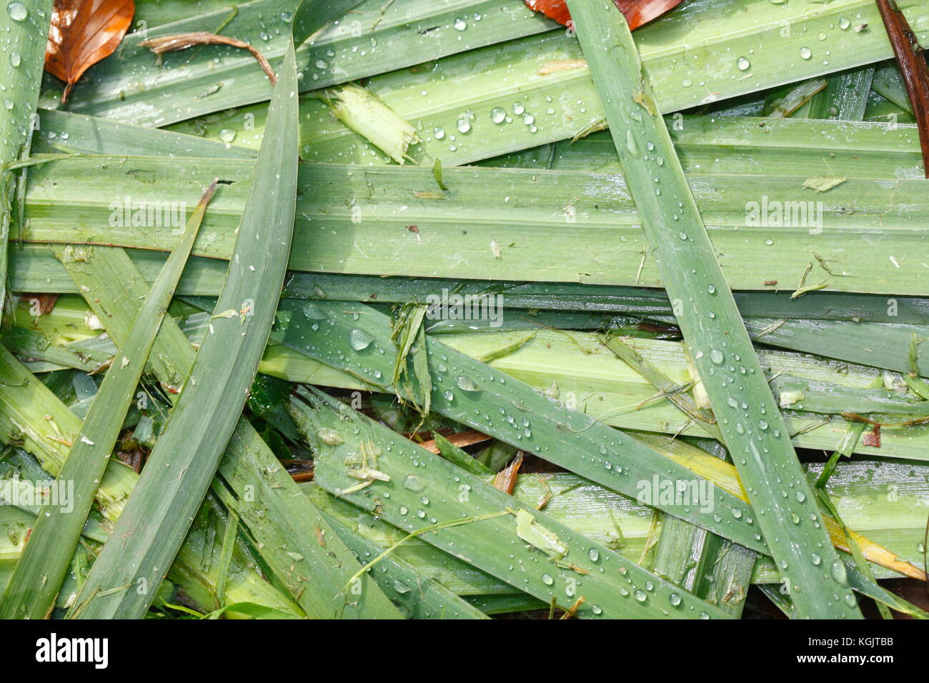 green reed grass Stock Photo - Alamy