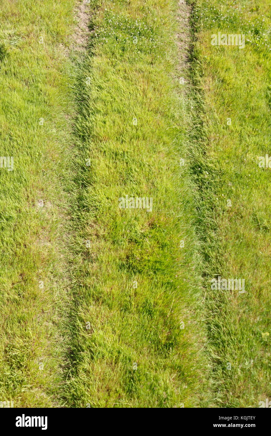 Tire tracks lawn hi-res stock photography and images - Alamy