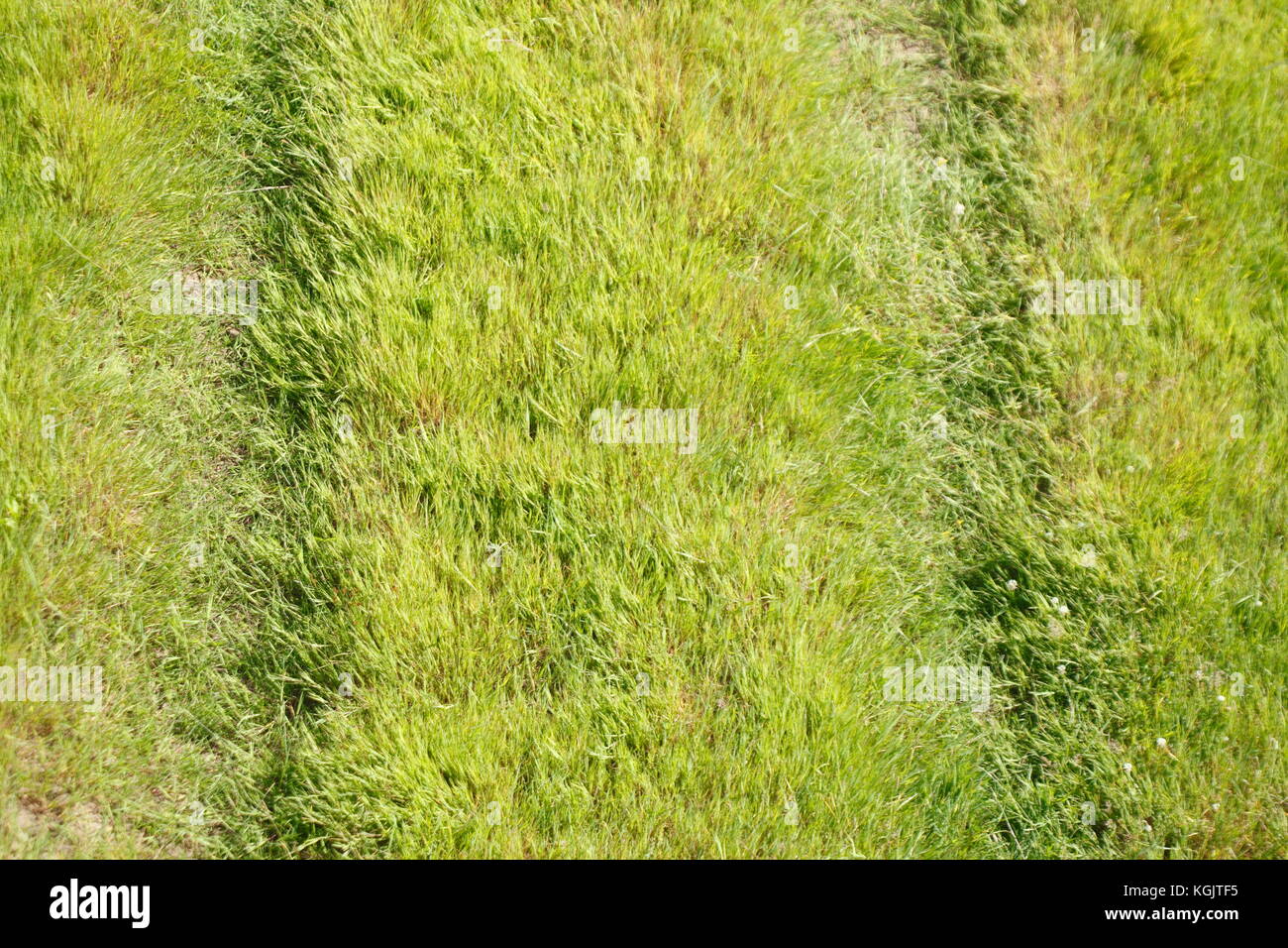 green lawn on a meadow, tire tracks Stock Photo - Alamy