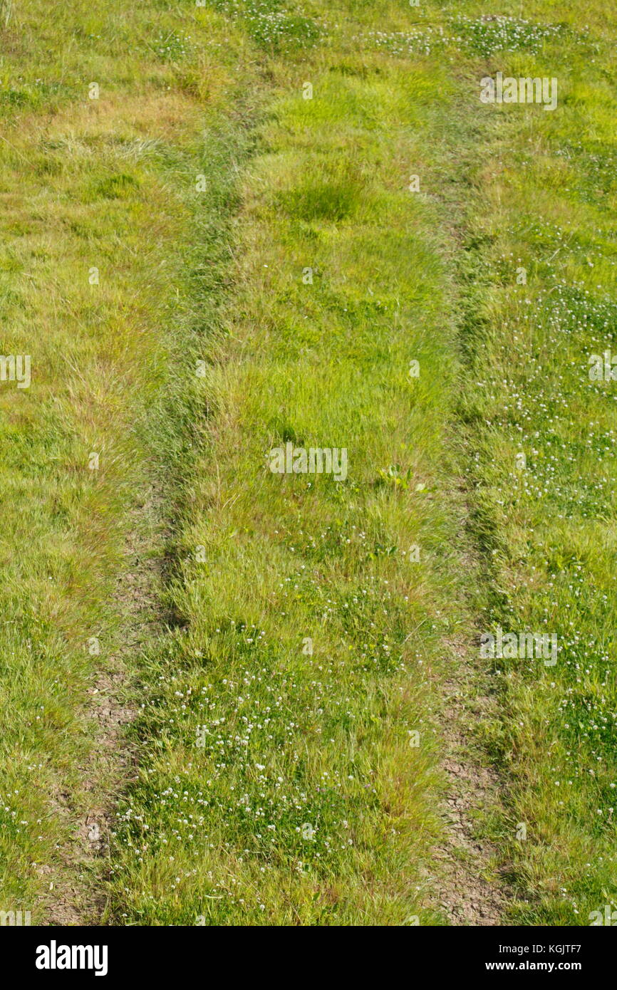 green lawn on a meadow, tire tracks Stock Photo - Alamy