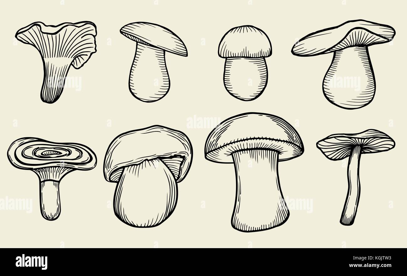 Pen mushroom hand drawn Sketch food drawing isolated on beige ...