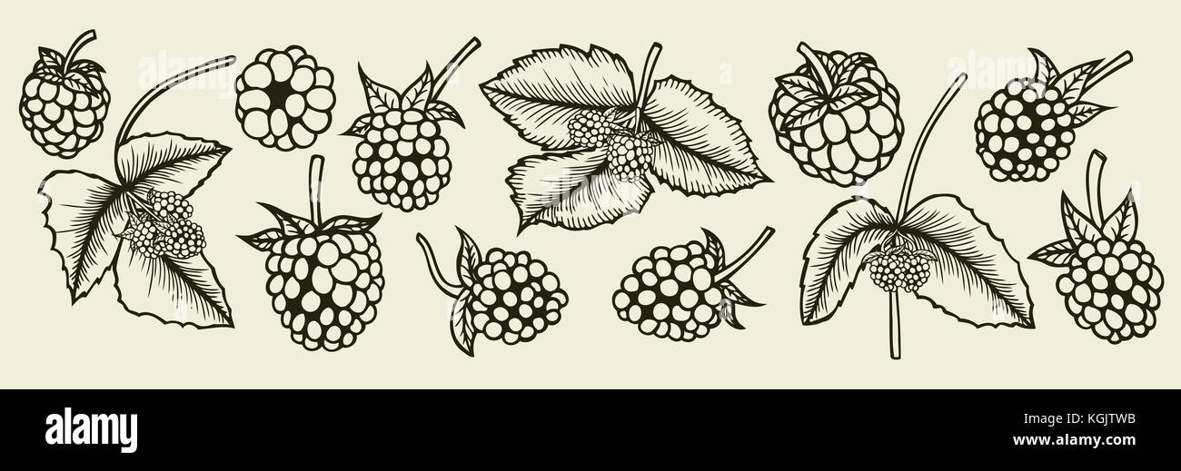 Blackberry hand drawn sketch. Vector illustration image Stock Vector ...