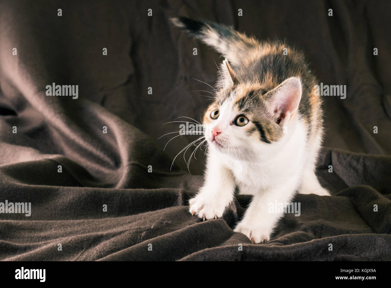Horizontal photo of small kitten with white fur. Baby cat is tabby on ...