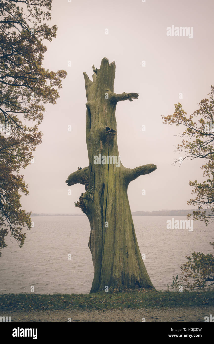 Vertical vintage retro photo of dead oak tree without leaves and ...