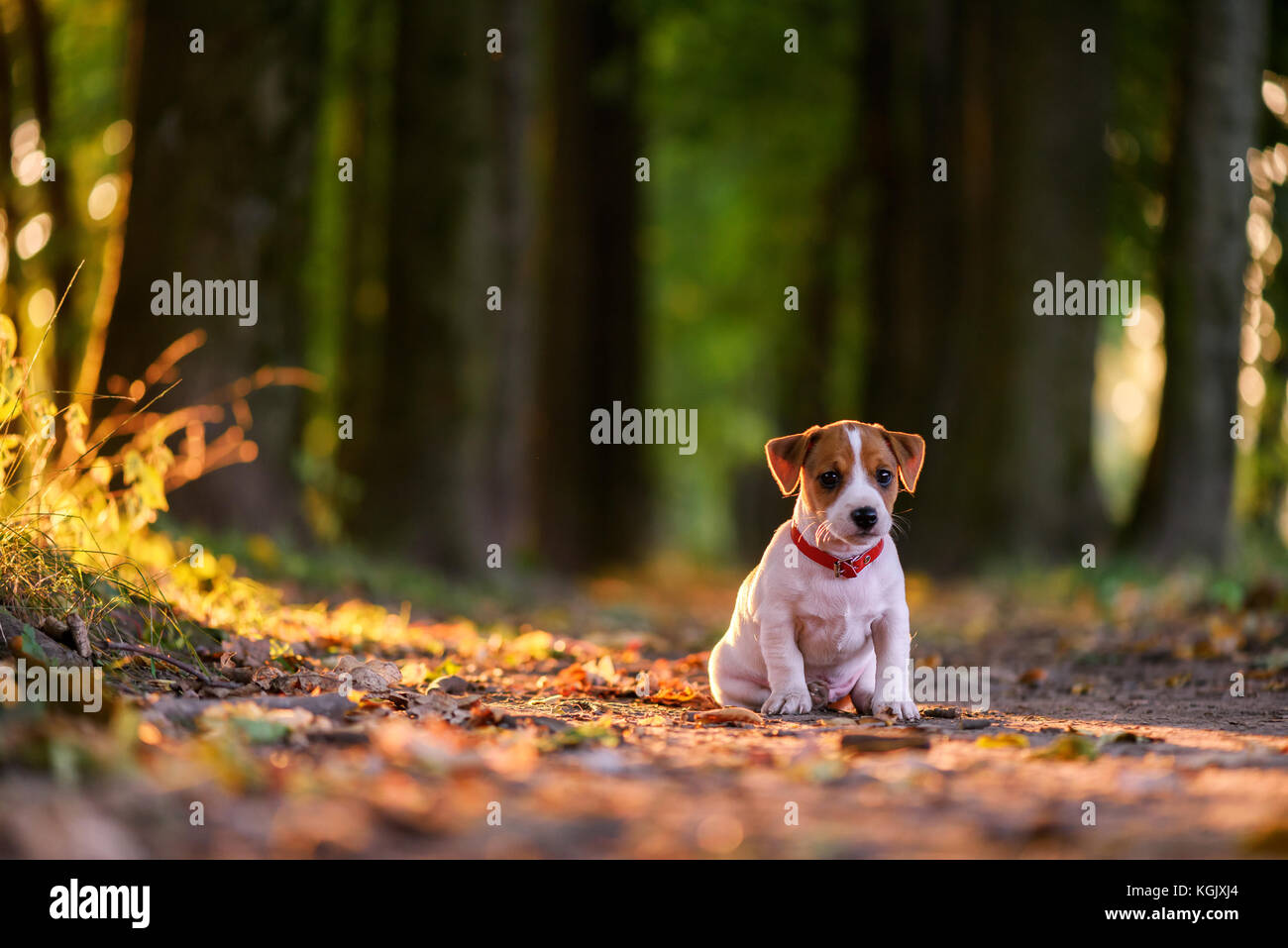 Jack russell terrier puppy hi-res stock photography and images - Alamy