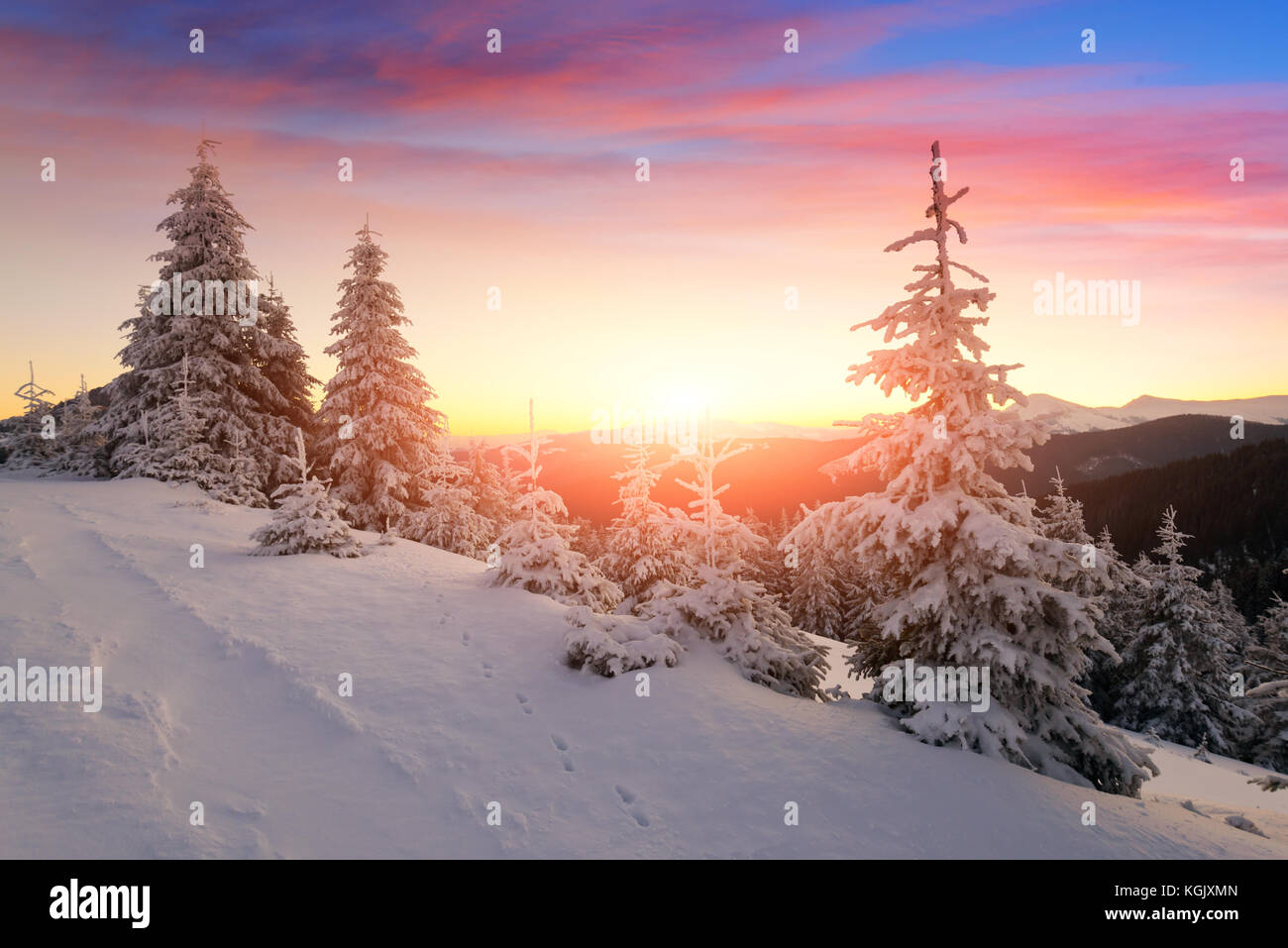 Dramatic wintry scene with snowy trees Stock Photo - Alamy