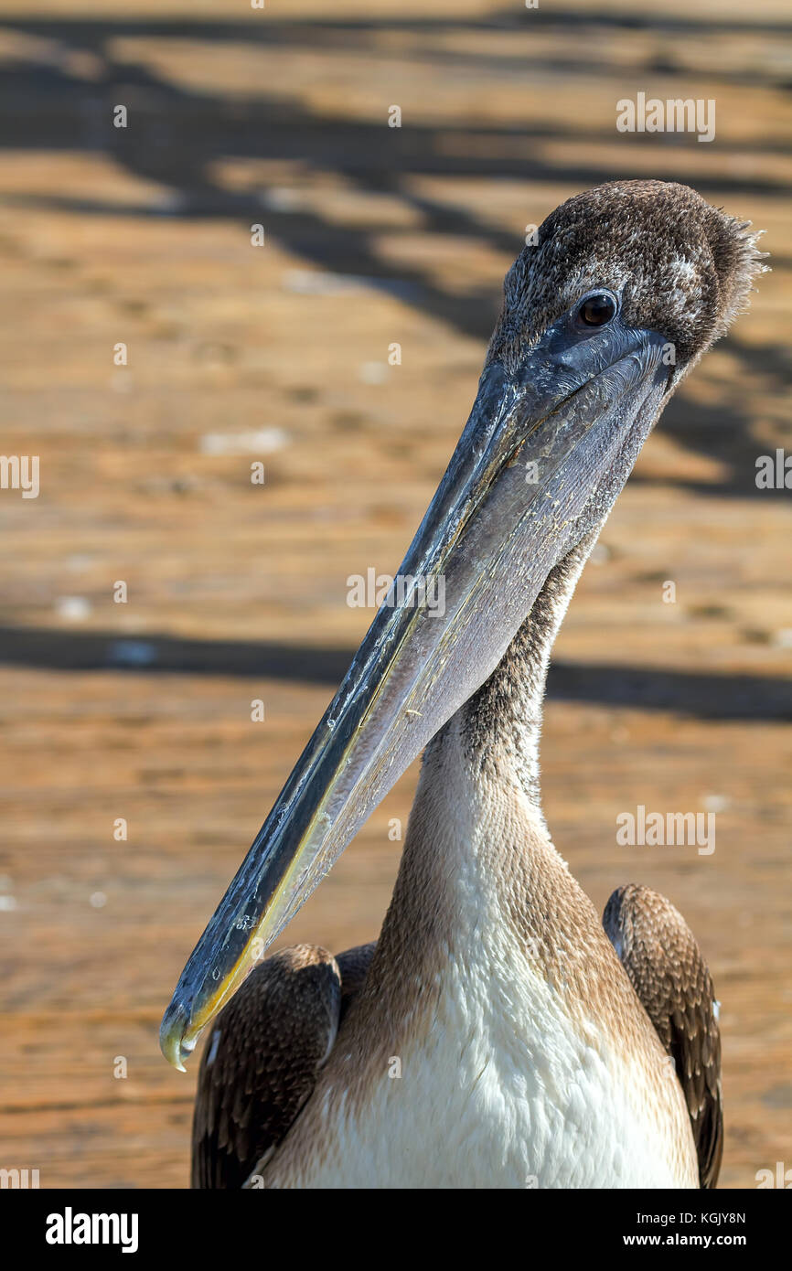 Portrait of a Pelican on the pier of San Francisco California Stock ...