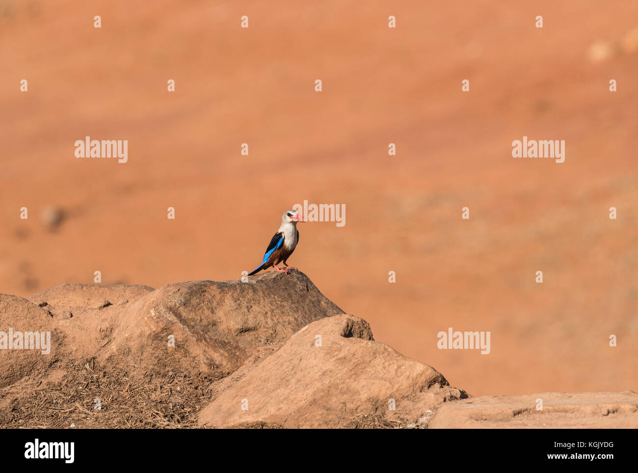 Halcyon Leucocephalus High Resolution Stock Photography and Images - Alamy