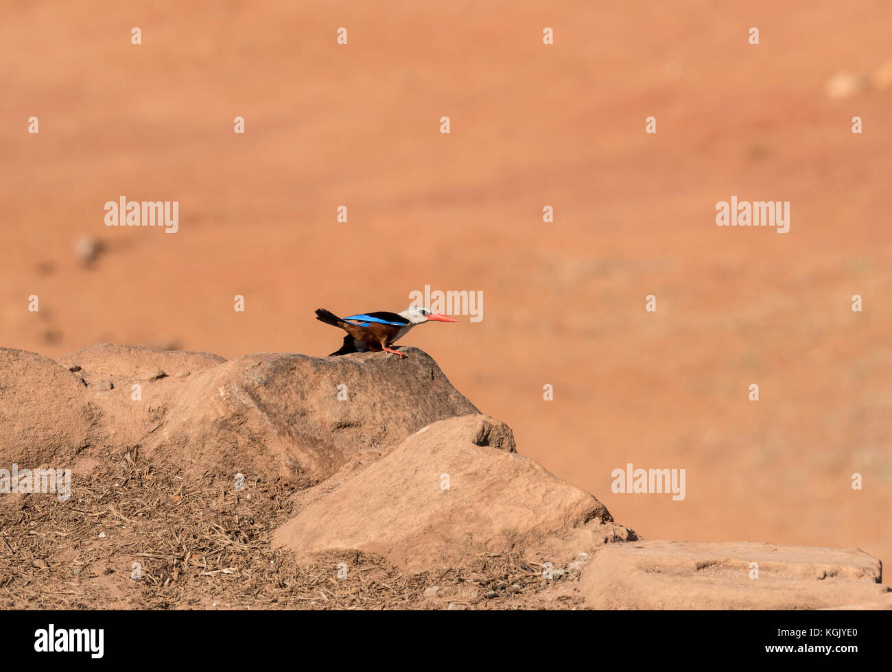 Halcyon Leucocephalus High Resolution Stock Photography and Images - Alamy