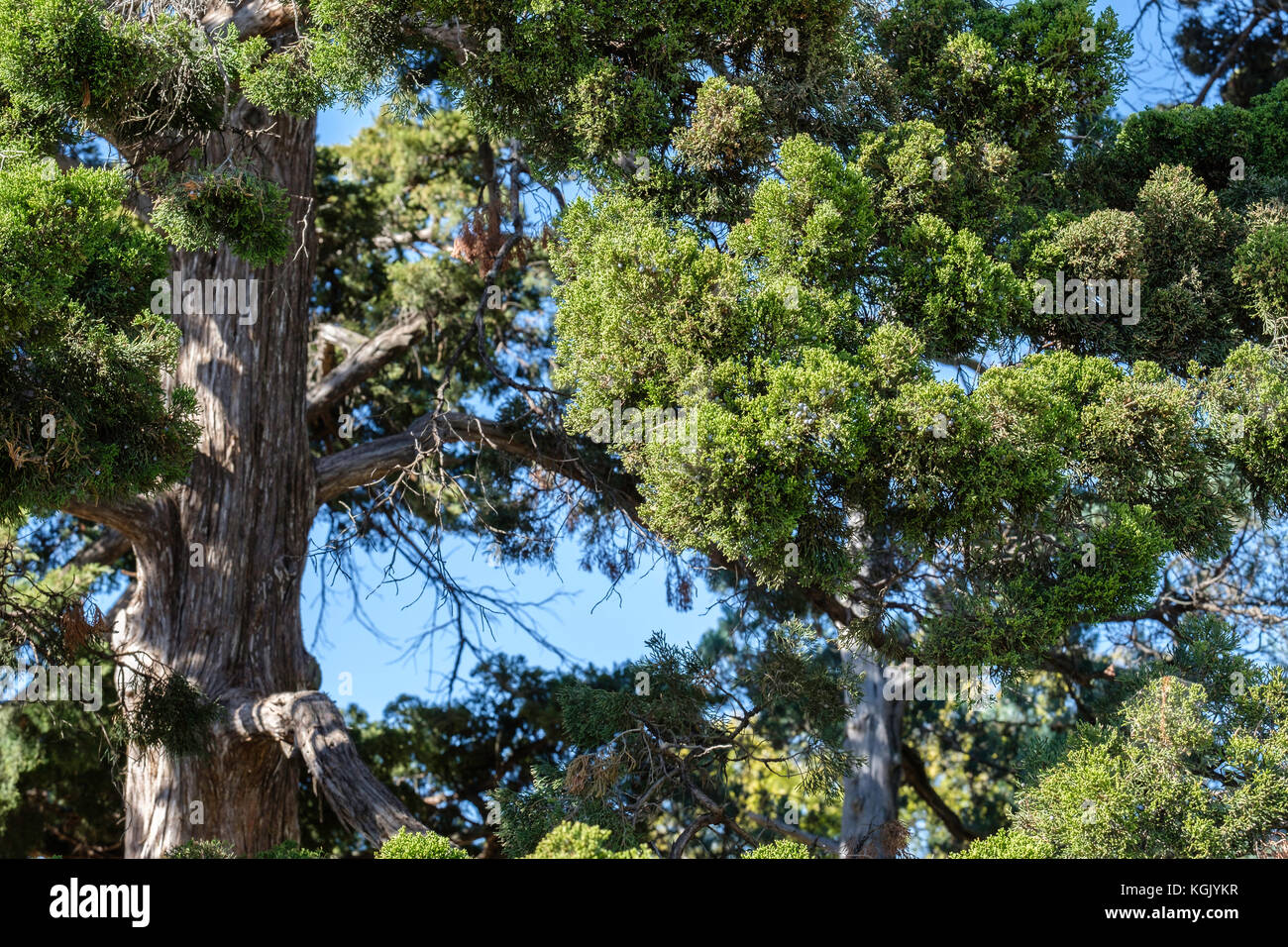 Cedar nobody plants tree hi-res stock photography and images - Alamy
