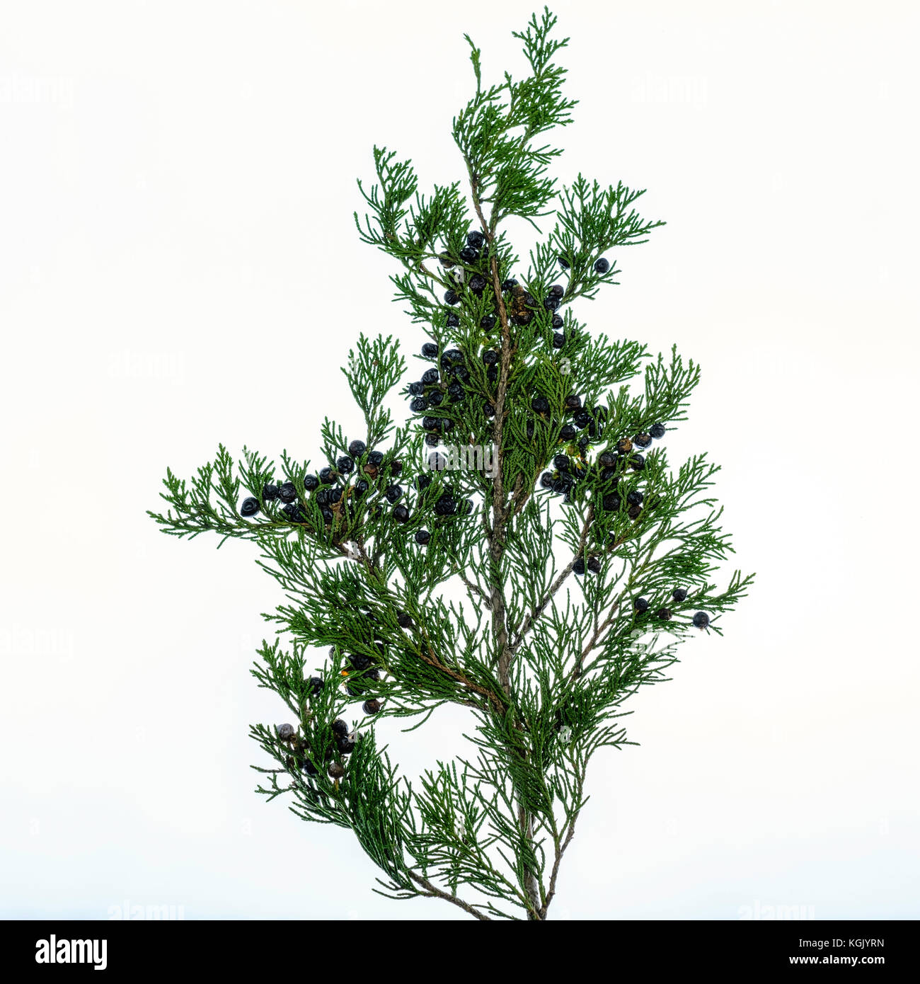 Eastern red cedar hi-res stock photography and images - Alamy