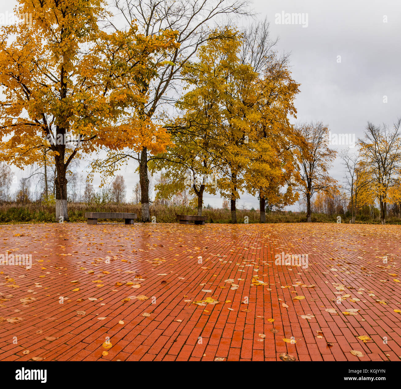 Windy autumn day. Alley leading to the river Stock Photo - Alamy