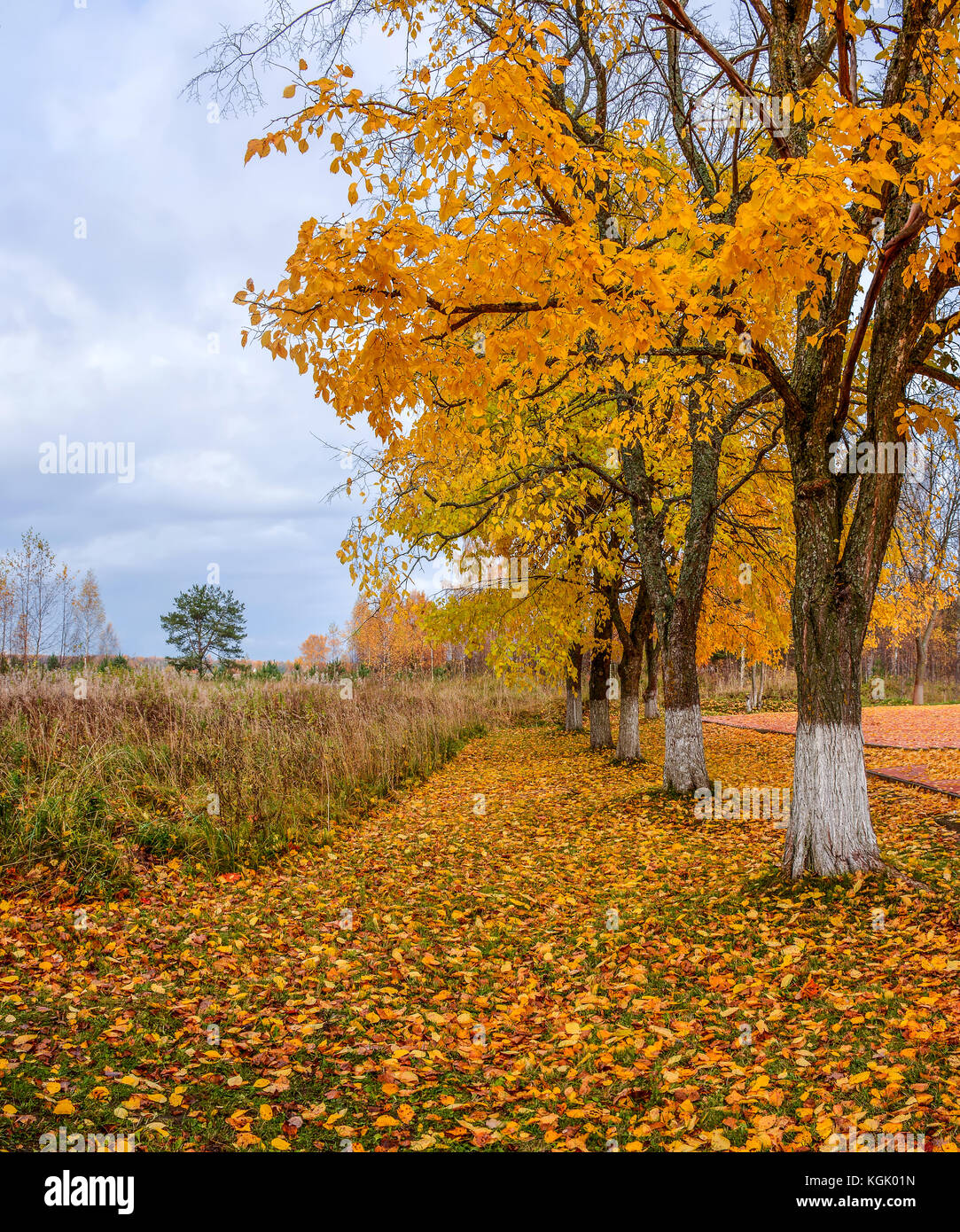 Windy autumn day. Alley leading to the river Stock Photo - Alamy