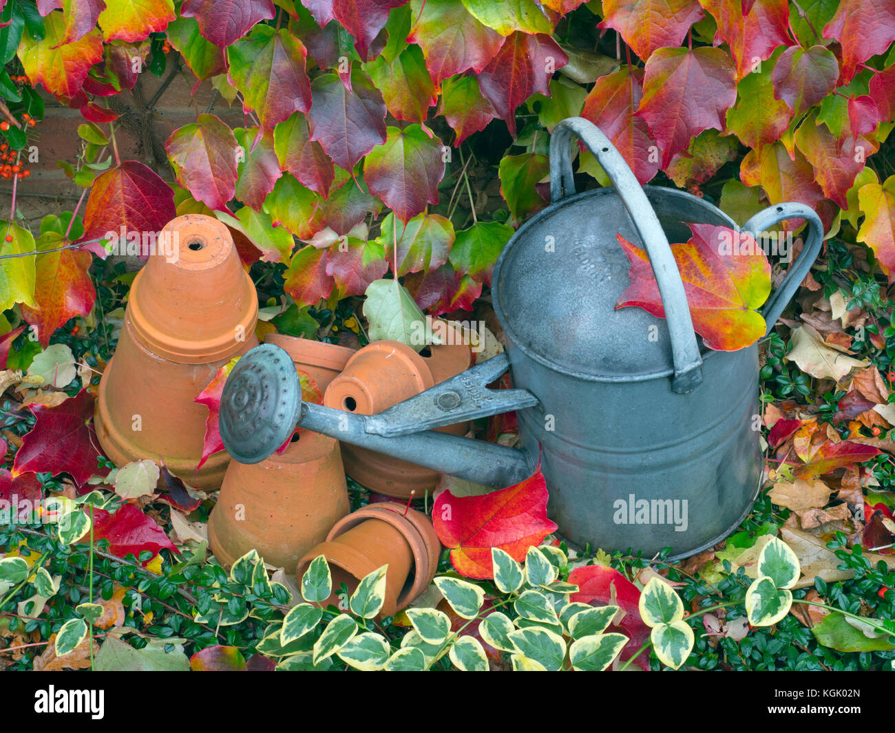 Old watering can,tera cotta flower pots and fallen leaves of Virginia ...