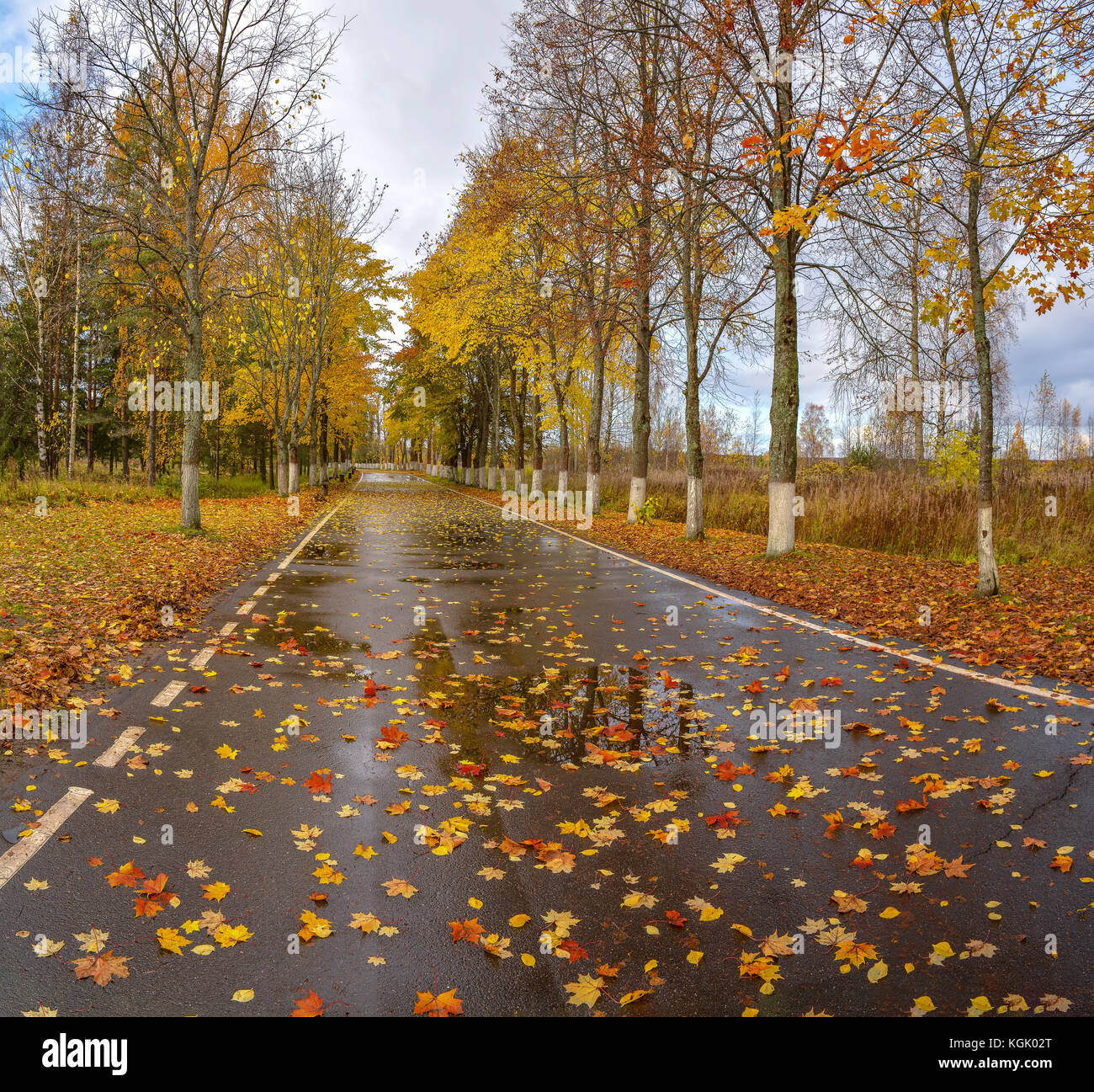 Windy autumn day. Alley leading to the river Stock Photo - Alamy