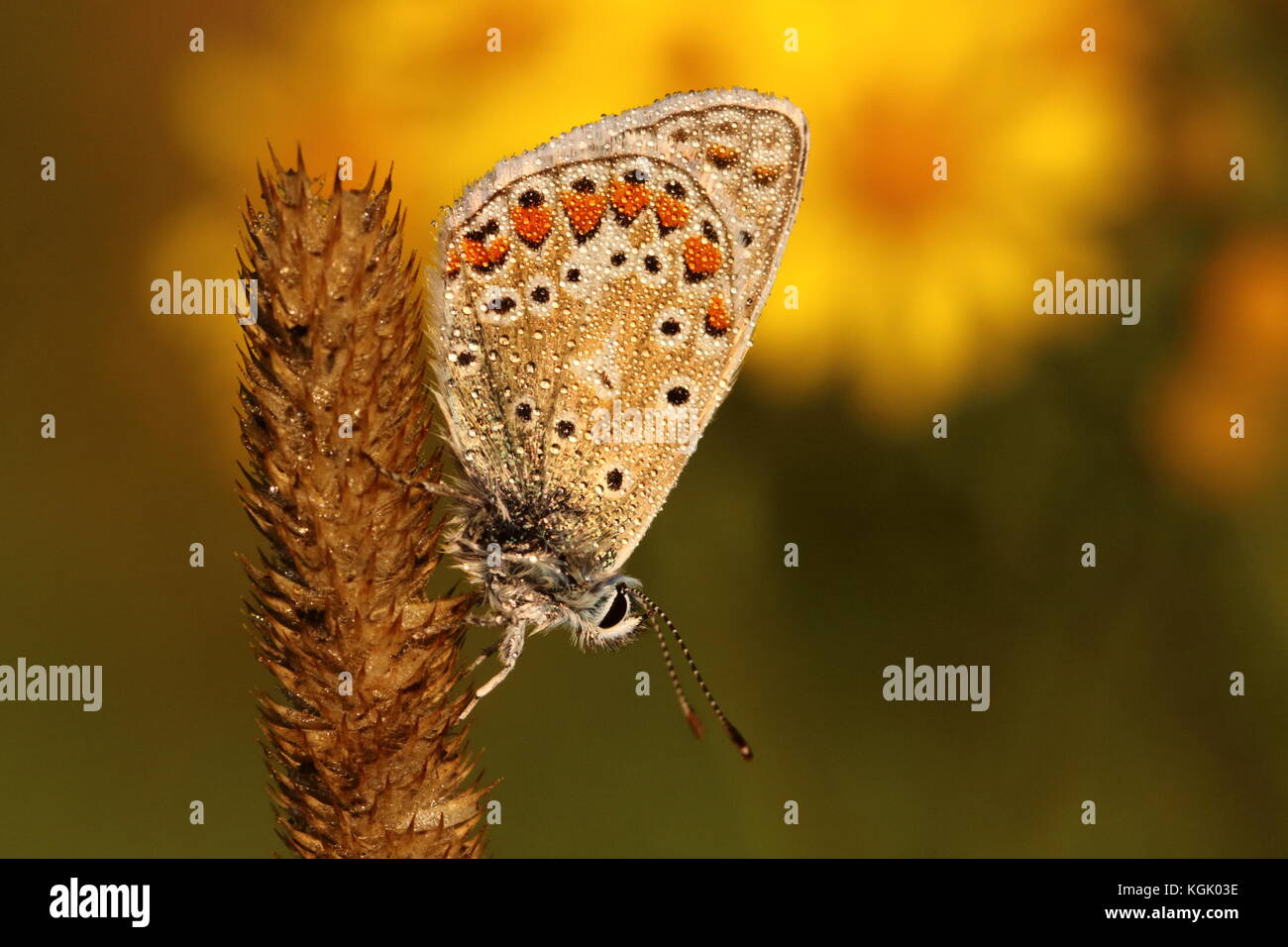 Female Common Blue butterfly Stock Photo - Alamy