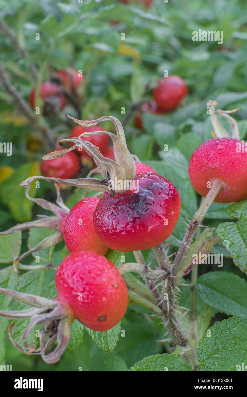 Large red rosehips of the wild Japanese Rose / Rosa rugosa in the ...