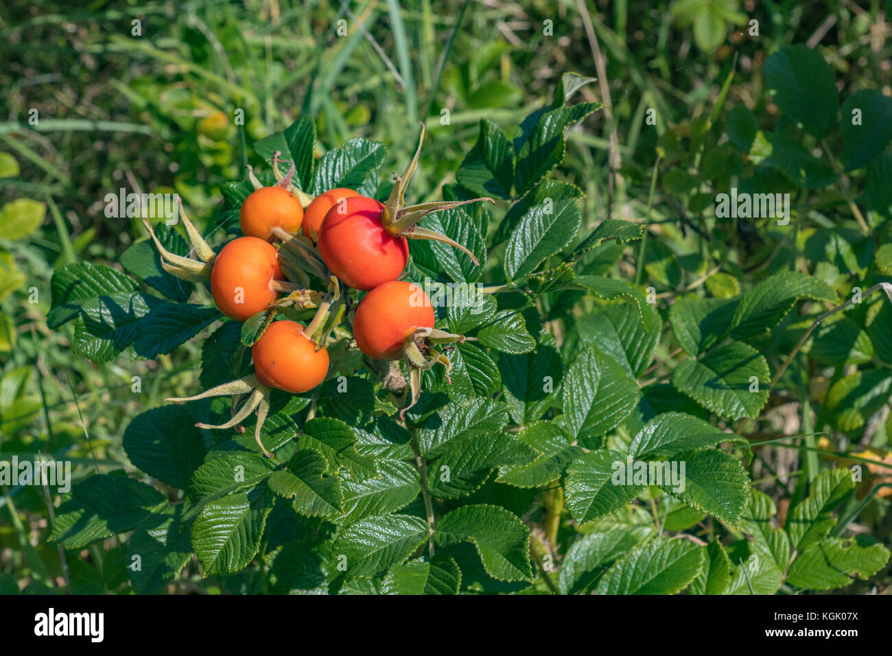 Large red rosehips of the wild Japanese Rose / Rosa rugosa in the ...