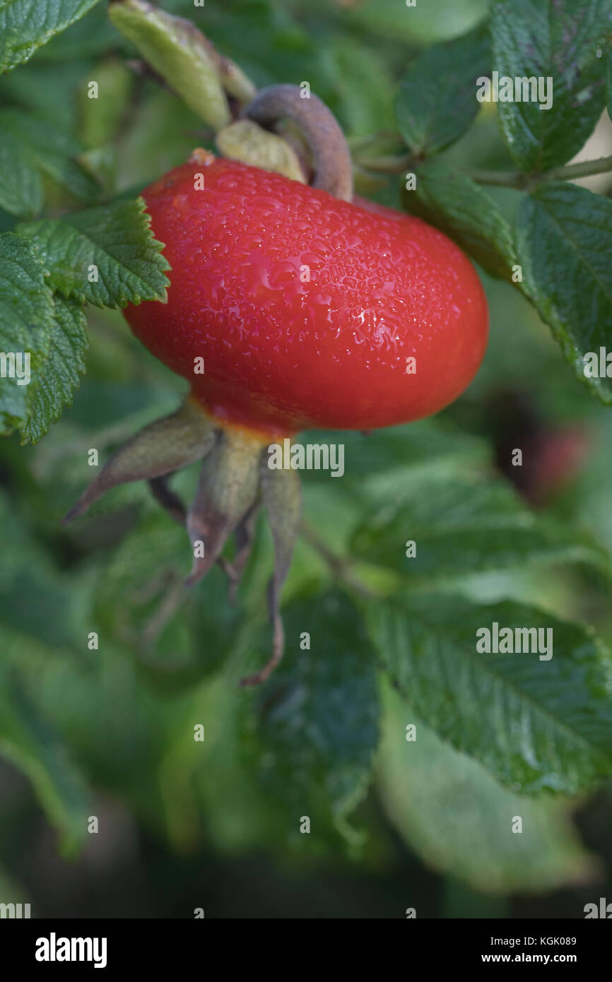 Large red rosehips of the wild Japanese Rose / Rosa rugosa in the ...