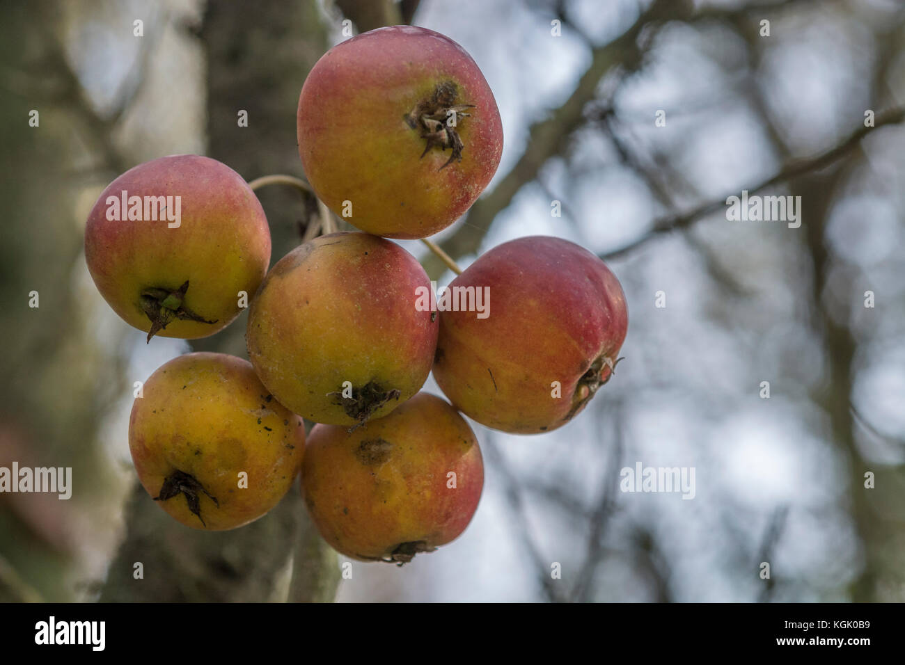 Wild Crab Apples growing in the autumn months. Foraging and dining on ...