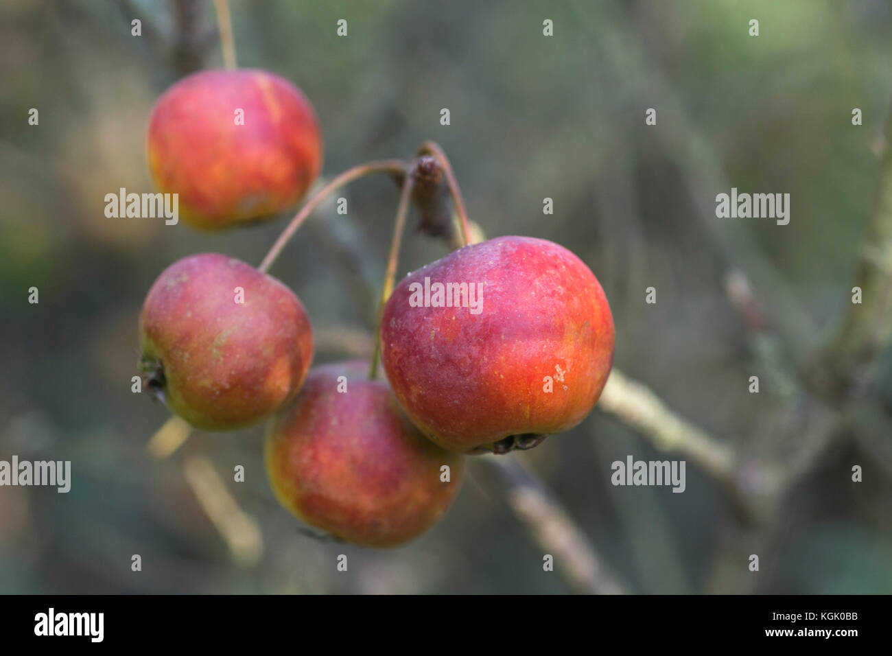 Pommes sauvages hi-res stock photography and images - Alamy