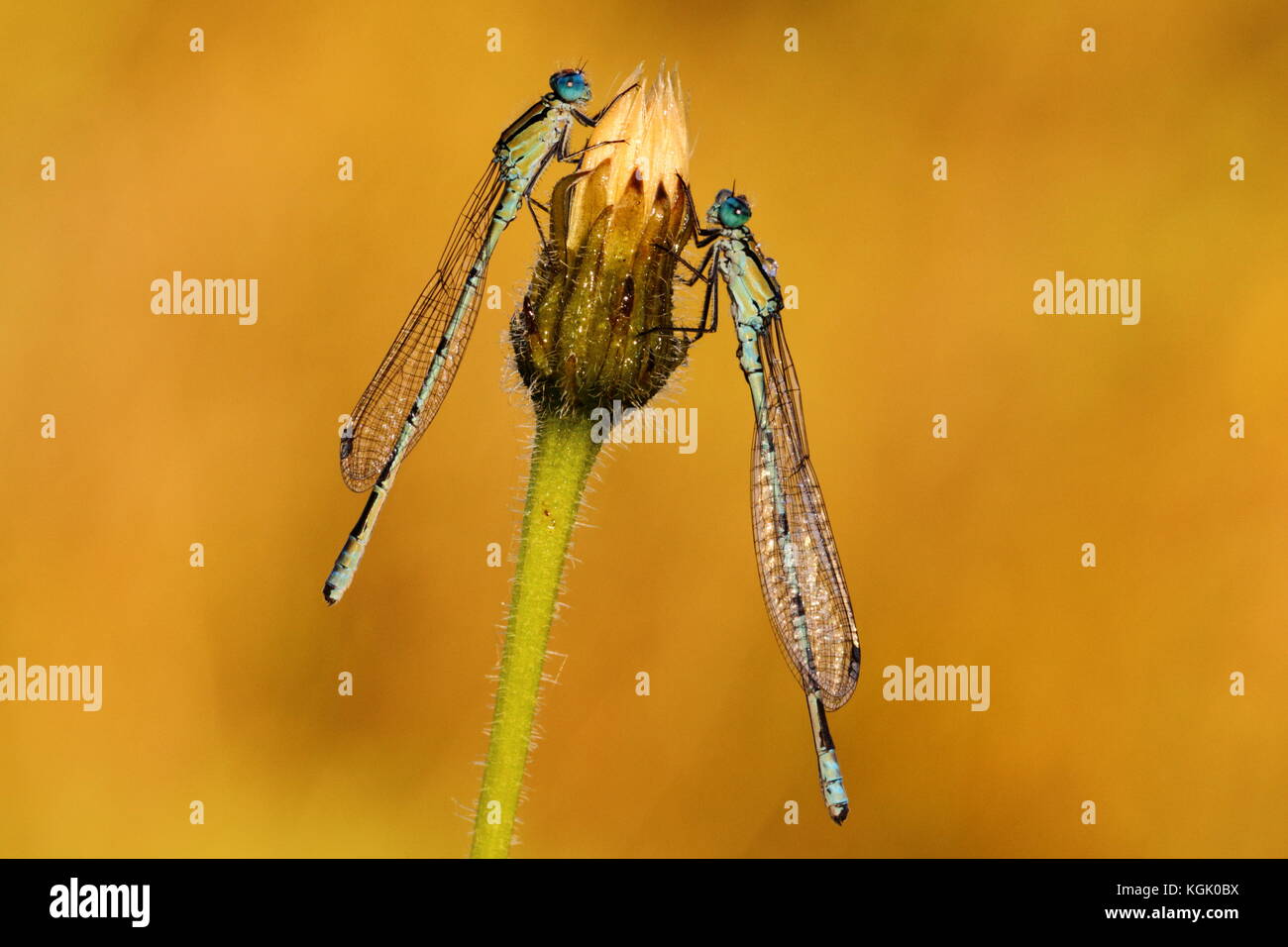A pair of Common Blue Damselflies Stock Photo - Alamy
