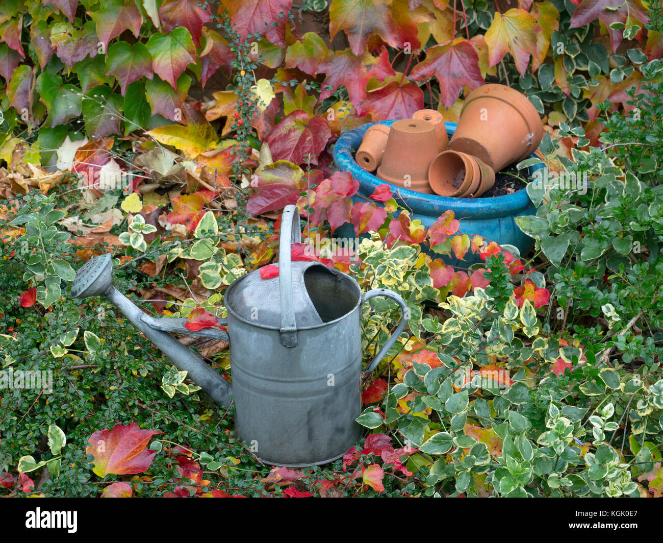 Old watering can,tera cotta flower pots and fallen leaves of Virginia ...