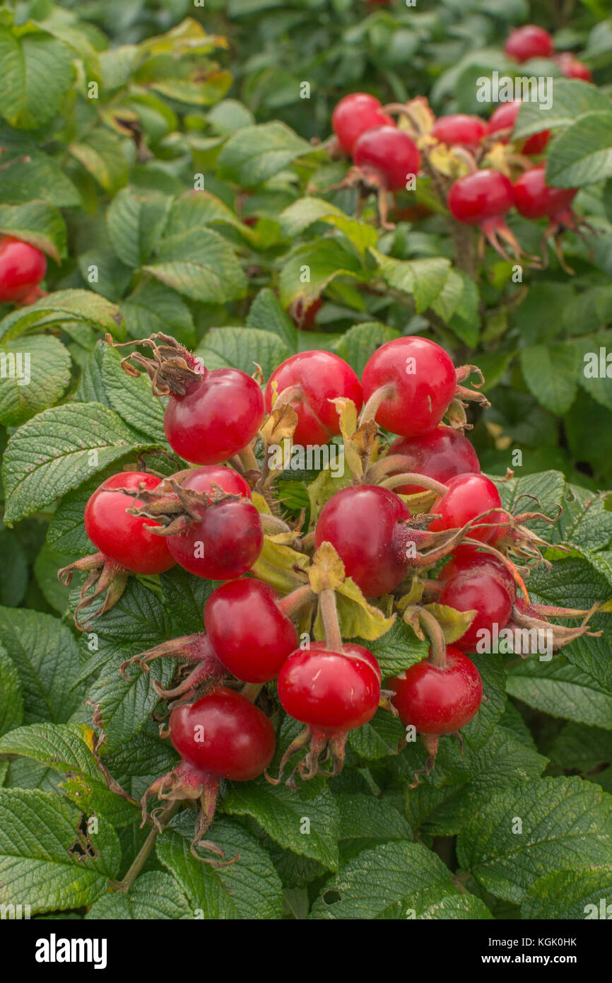Rosa rugosa hips hi-res stock photography and images - Alamy
