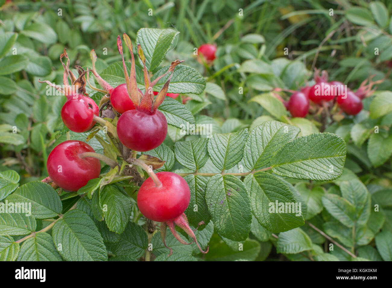 Large red rosehips of the wild Japanese Rose / Rosa rugosa in the ...