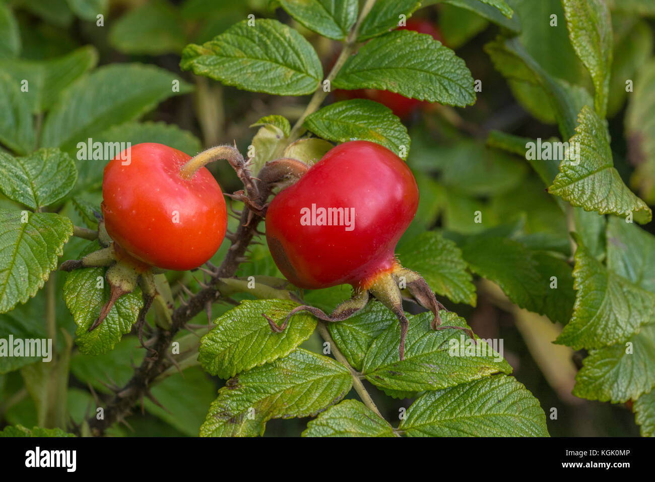 Large red rosehips of the wild Japanese Rose / Rosa rugosa in the ...