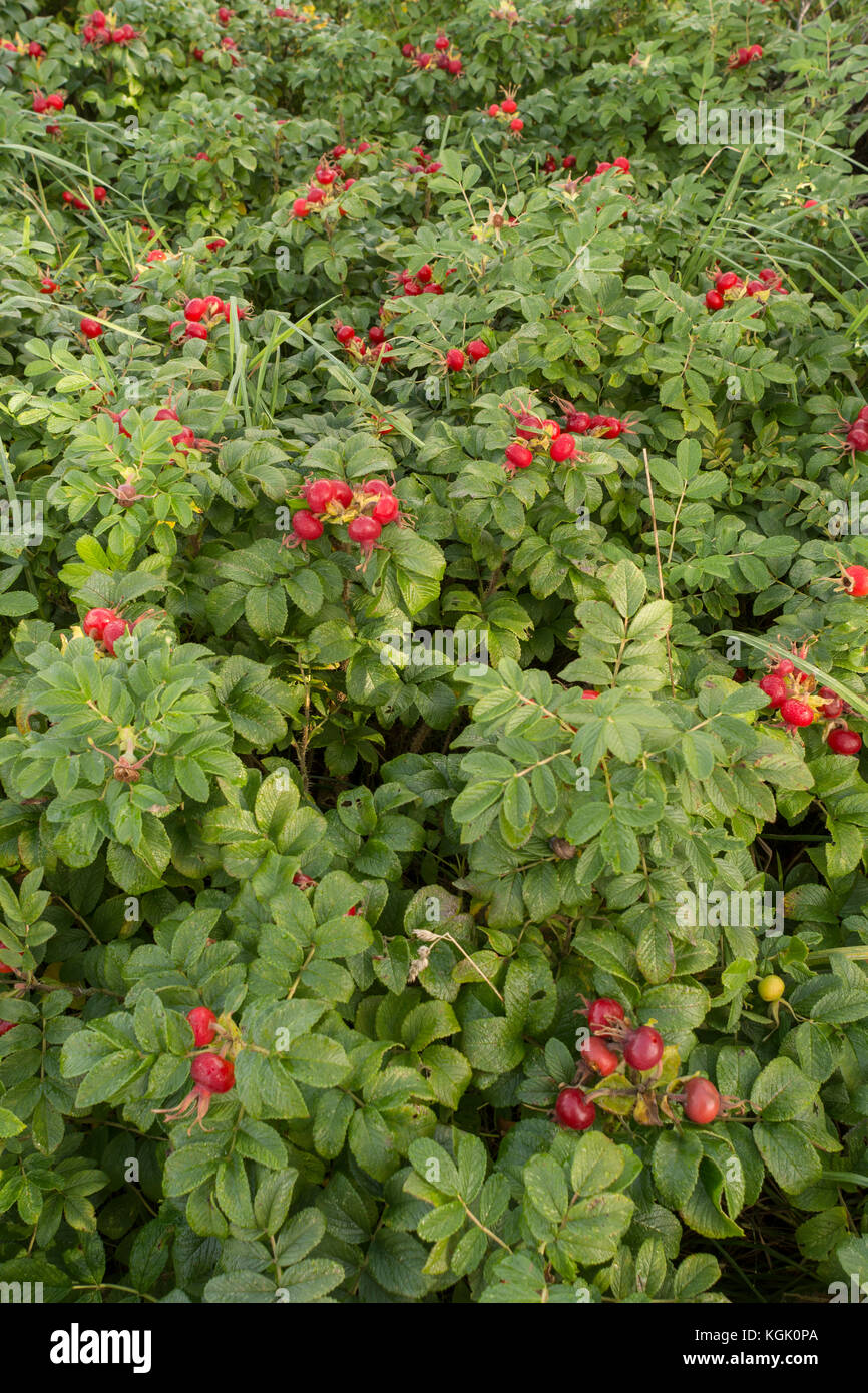 Large red rosehips of the wild Japanese Rose / Rosa rugosa in autumn ...