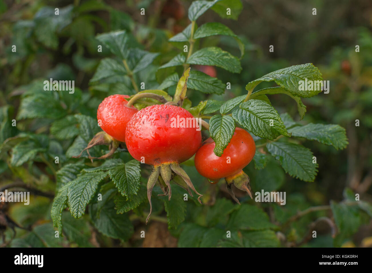 Large red rosehips of the wild Japanese Rose / Rosa rugosa in the ...