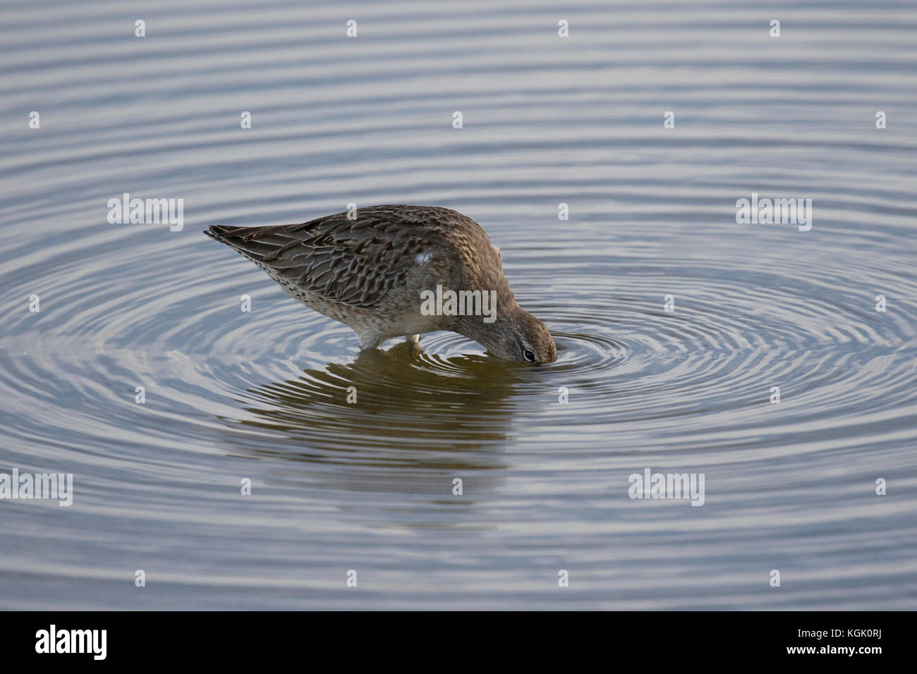 Bird causing Ripple effect on water Stock Photo - Alamy