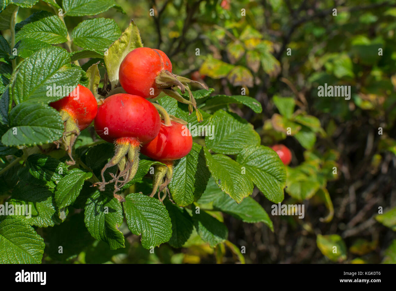 Large red rosehips of the wild Japanese Rose / Rosa rugosa in the ...