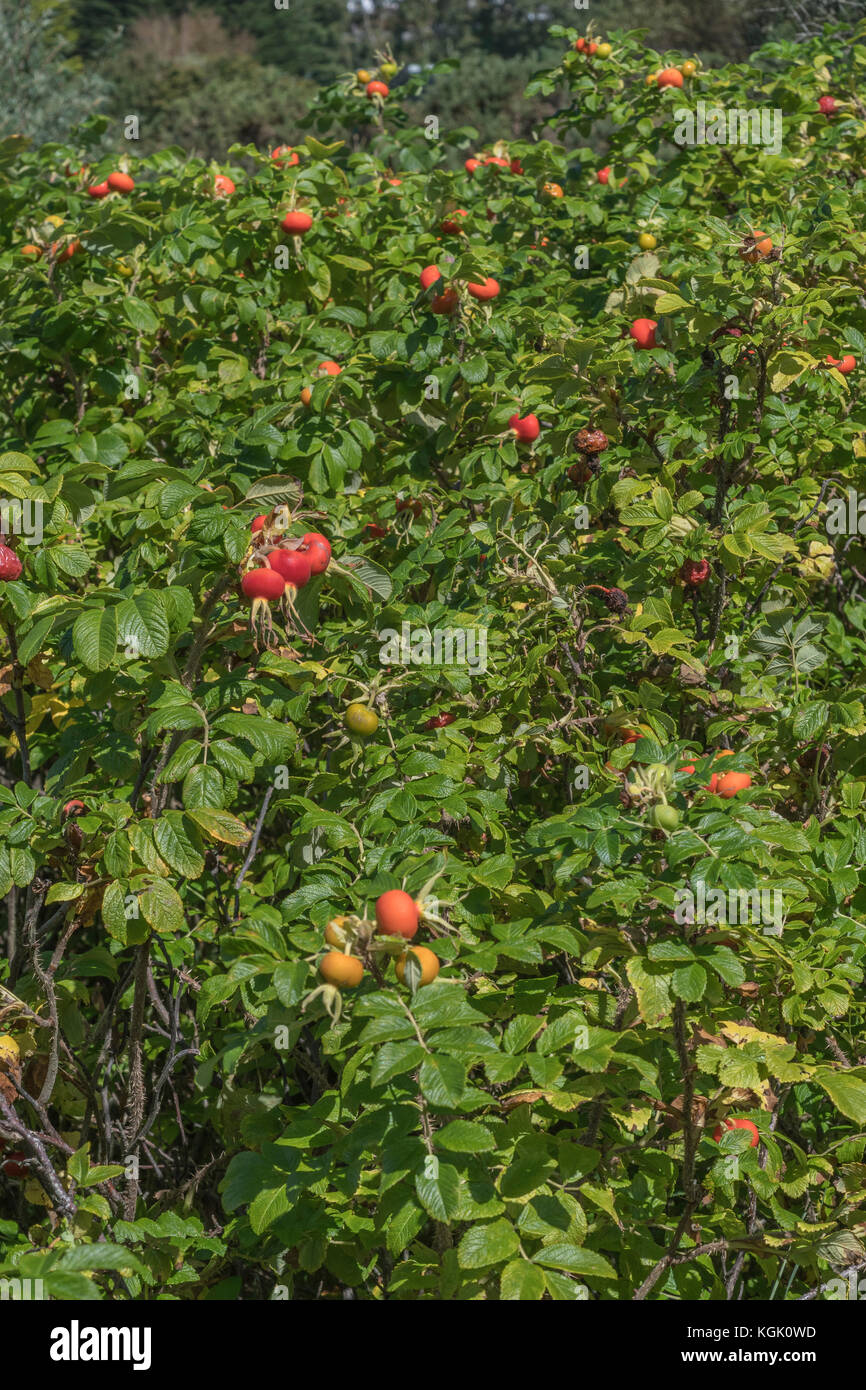 Large red rosehips of the wild Japanese Rose / Rosa rugosa in autumn ...
