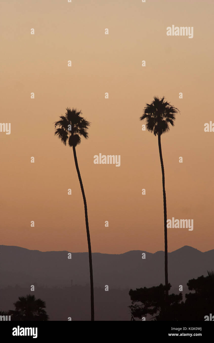 Palm trees at sunset Stock Photo - Alamy