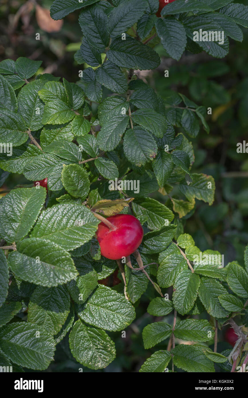 Large red rosehips of the wild Japanese Rose / Rosa rugosa in the ...