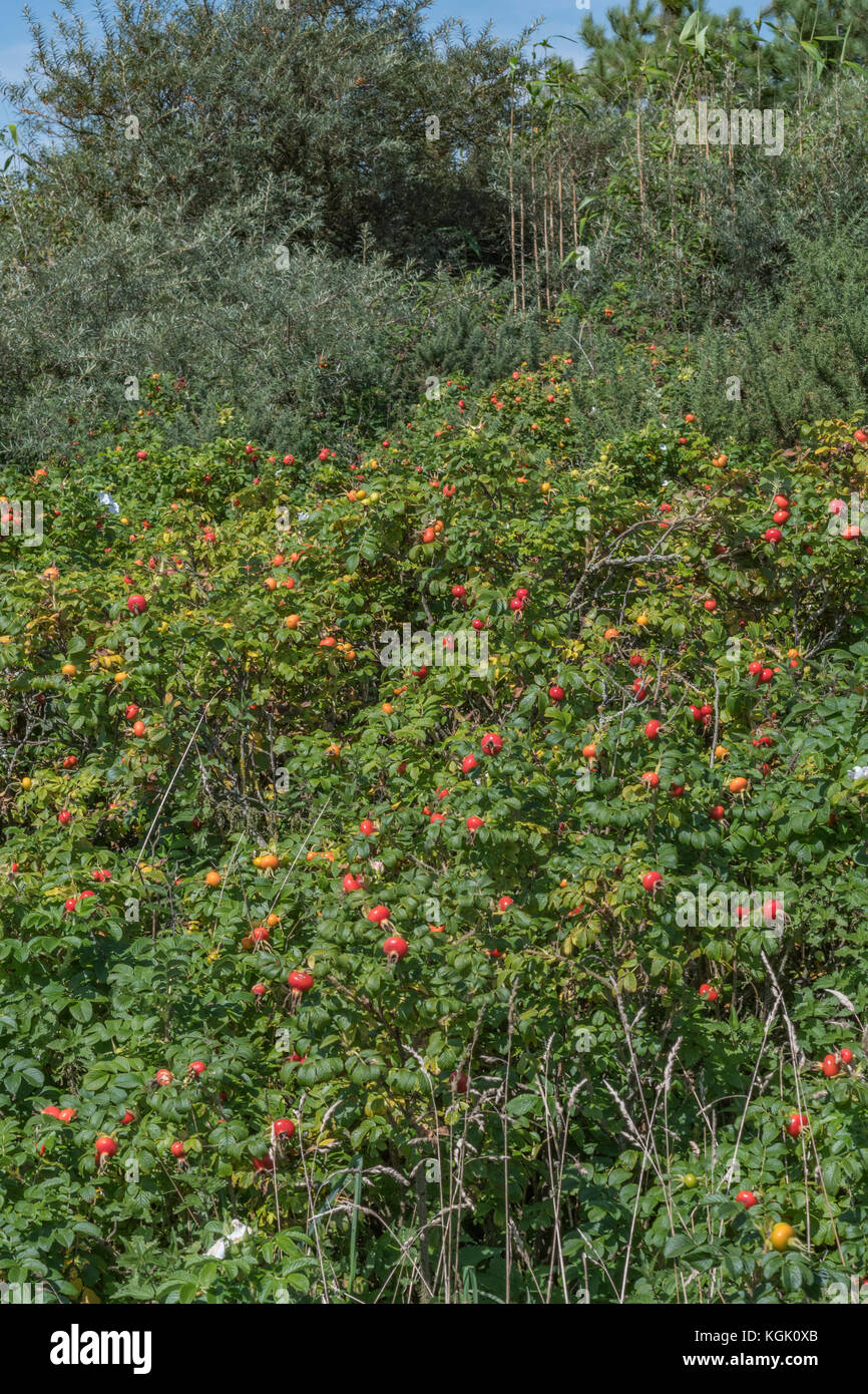 Large red rosehips of the wild Japanese Rose / Rosa rugosa in autumn ...
