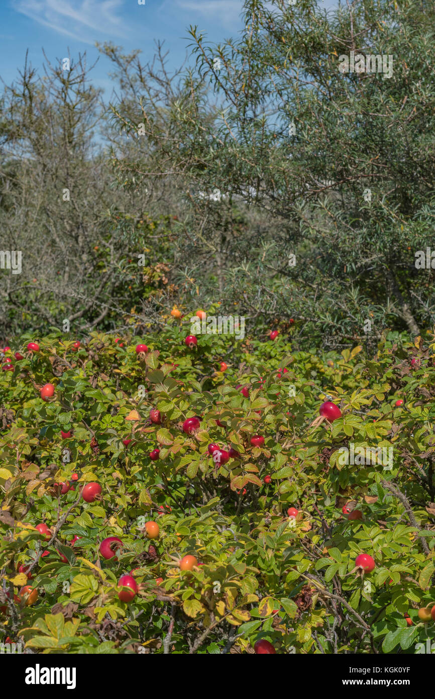Large red rosehips of the wild Japanese Rose / Rosa rugosa in autumn ...