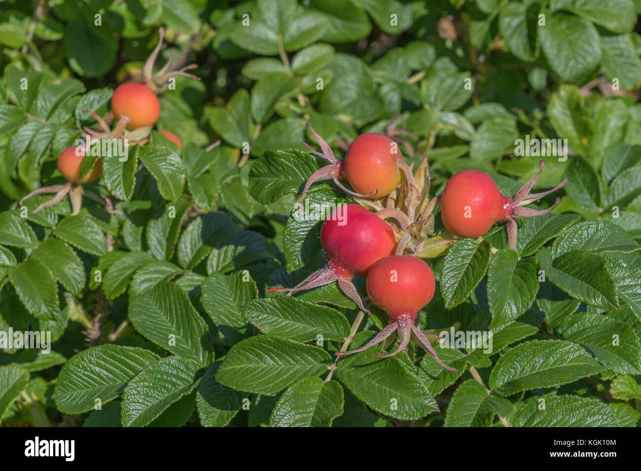 Large red rosehips of the wild Japanese Rose / Rosa rugosa in the ...